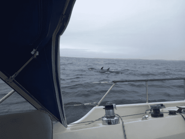 How not to act when orca's attack your sailingboat and what to do instead as a sailors | OCEAN ...